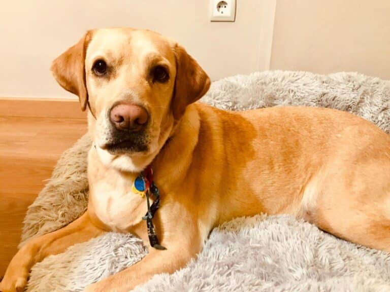 Ley de Bienestar Animal | Mascotas solas en casa